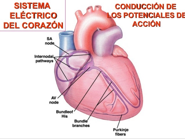 Sistema eléctrico del corazon