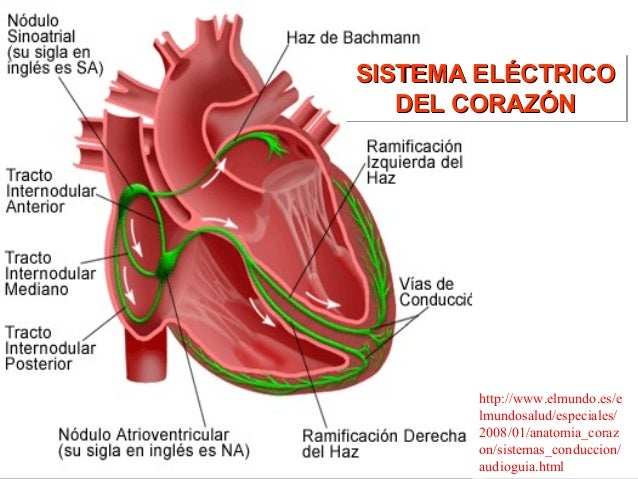 Sistema eléctrico del corazon