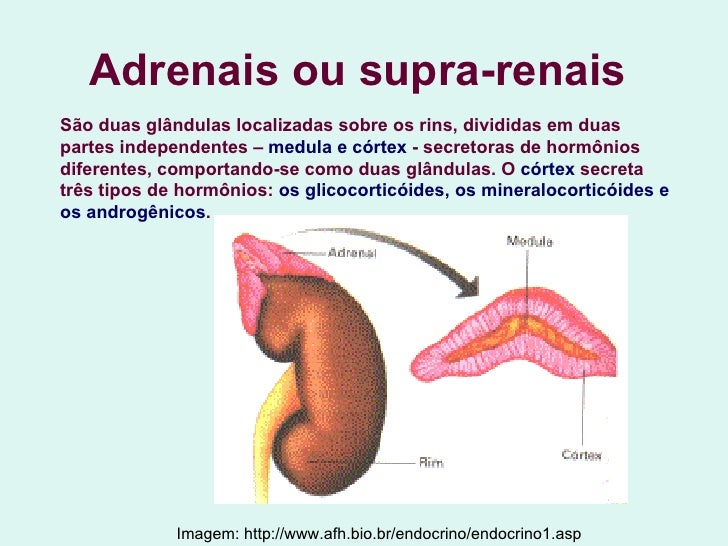 Sistema endócrino