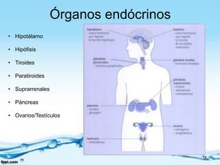 Sistema endócrino y sus estructuras (1) | PPTX