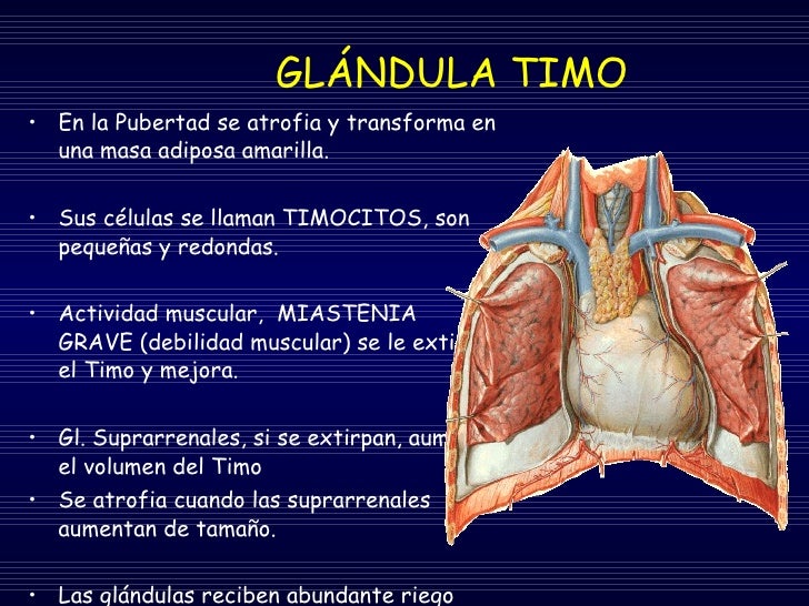 Sistema Endocrino