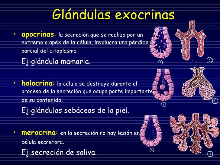 Sistema Endocrino