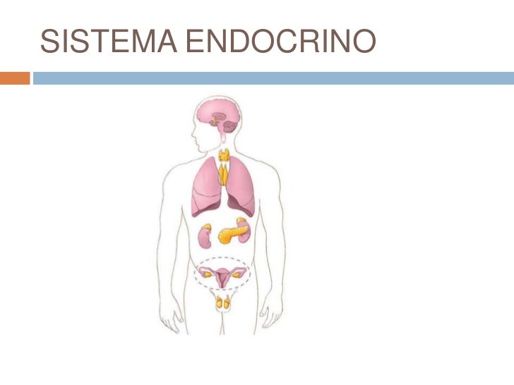 Sistema Endocrino1 Sistemas Del Cuerpo Humano Sistema Endocrino Images