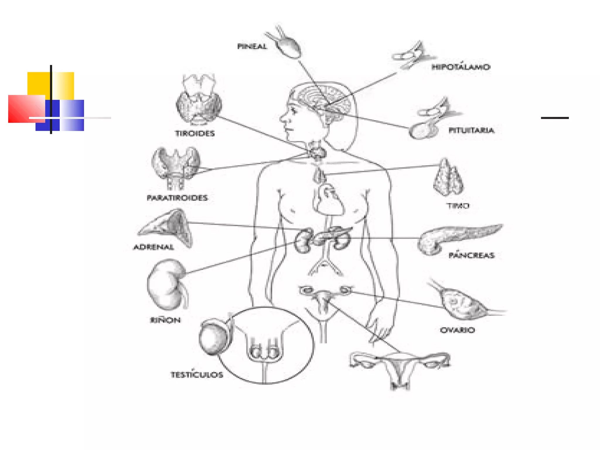 Sistema Endocrino Ppt Descarga Gratuita