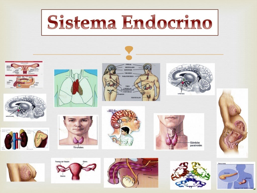 Sistema Endocrino