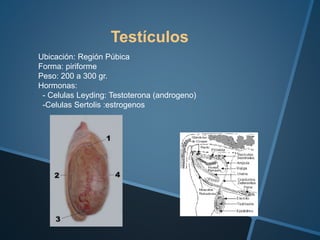 Sistema endocrino | PPT