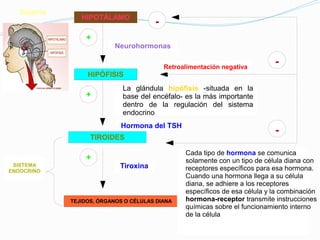 Las glándulas del sistema endocrino y su funcionamiento | ODP