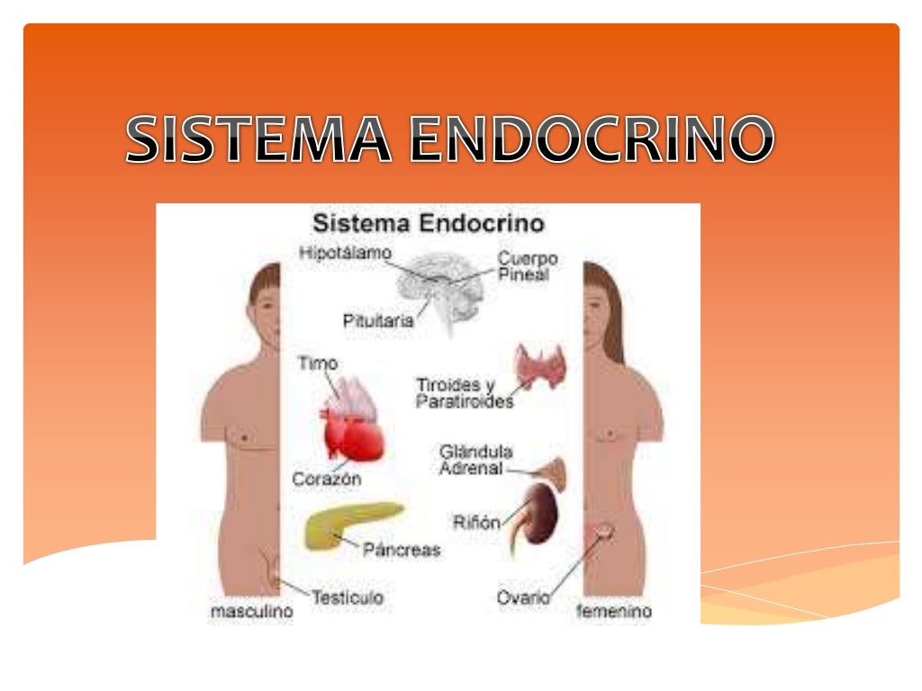 Sistema Endocrino Guia No 1 Del Sistema Endocrino Images