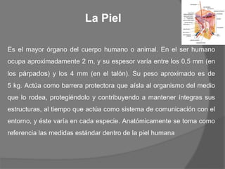 Sistema endocrino | PPTX