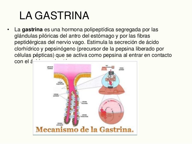 Sistema Endocrino