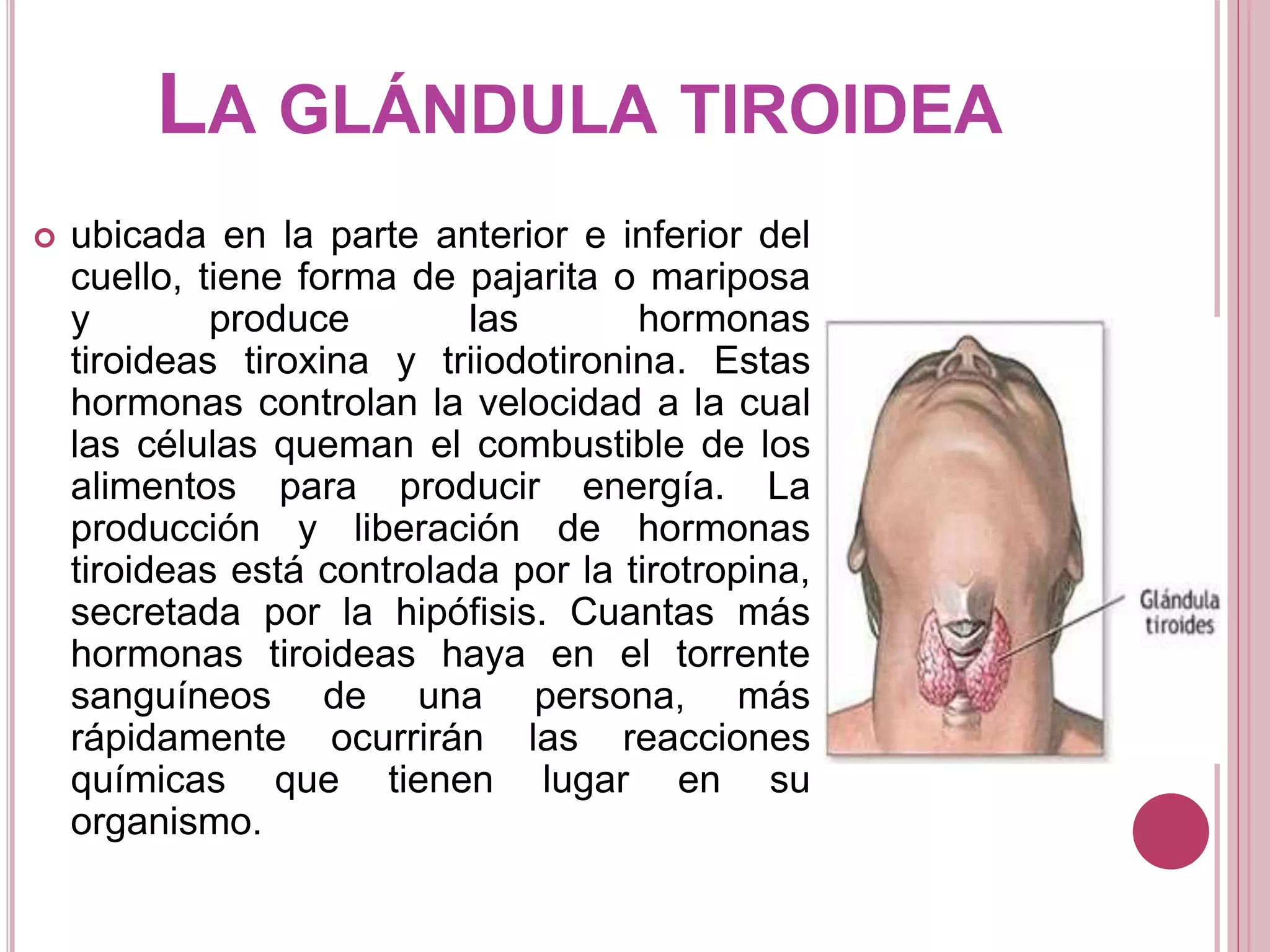 Sistema endocrino | PPTX