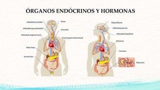 SISTEMA ENDOCRINO - UNY. | PPTX
