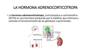 Sistema endocrino | PPTX