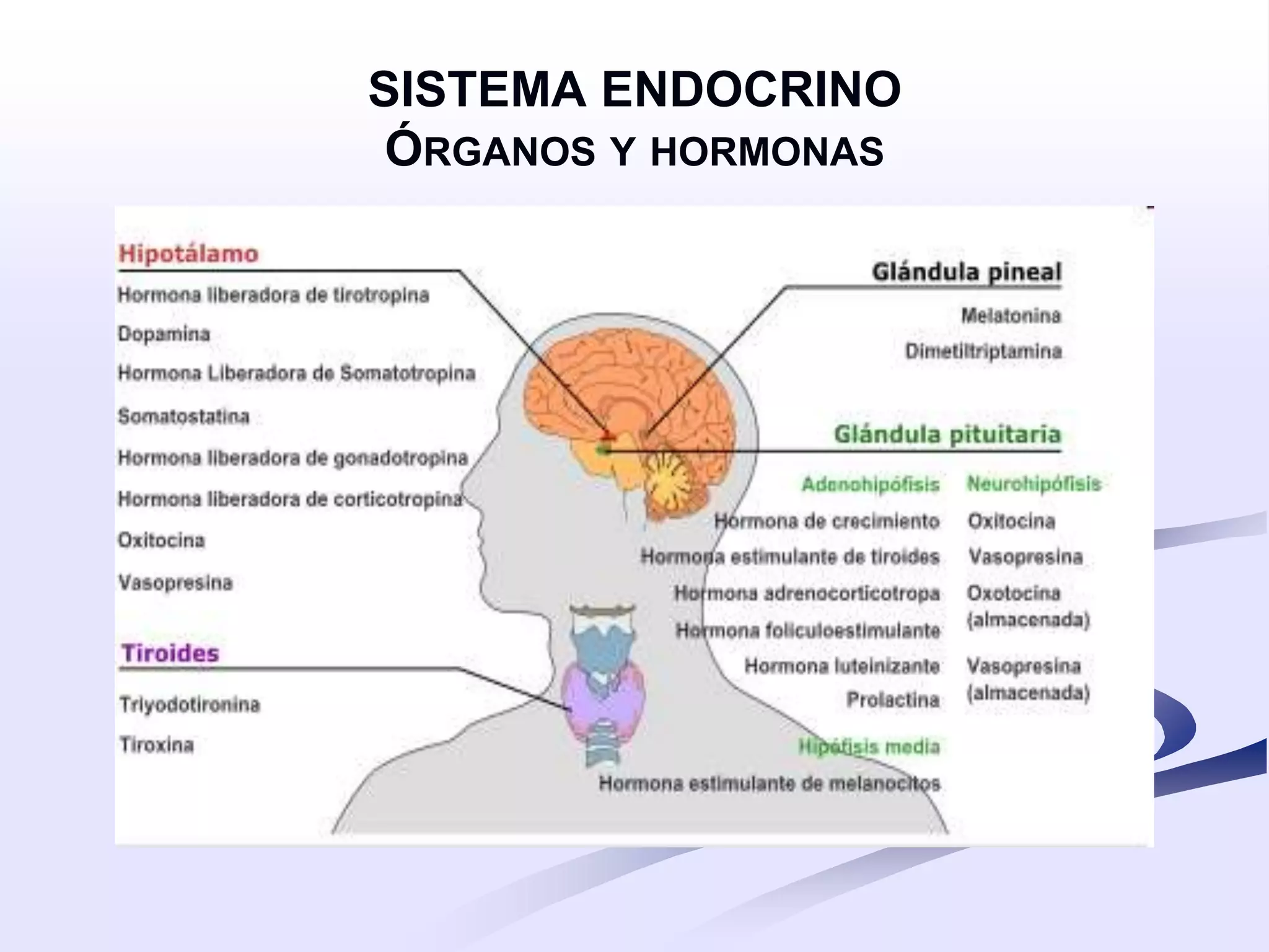 sistema endocrino.pptx