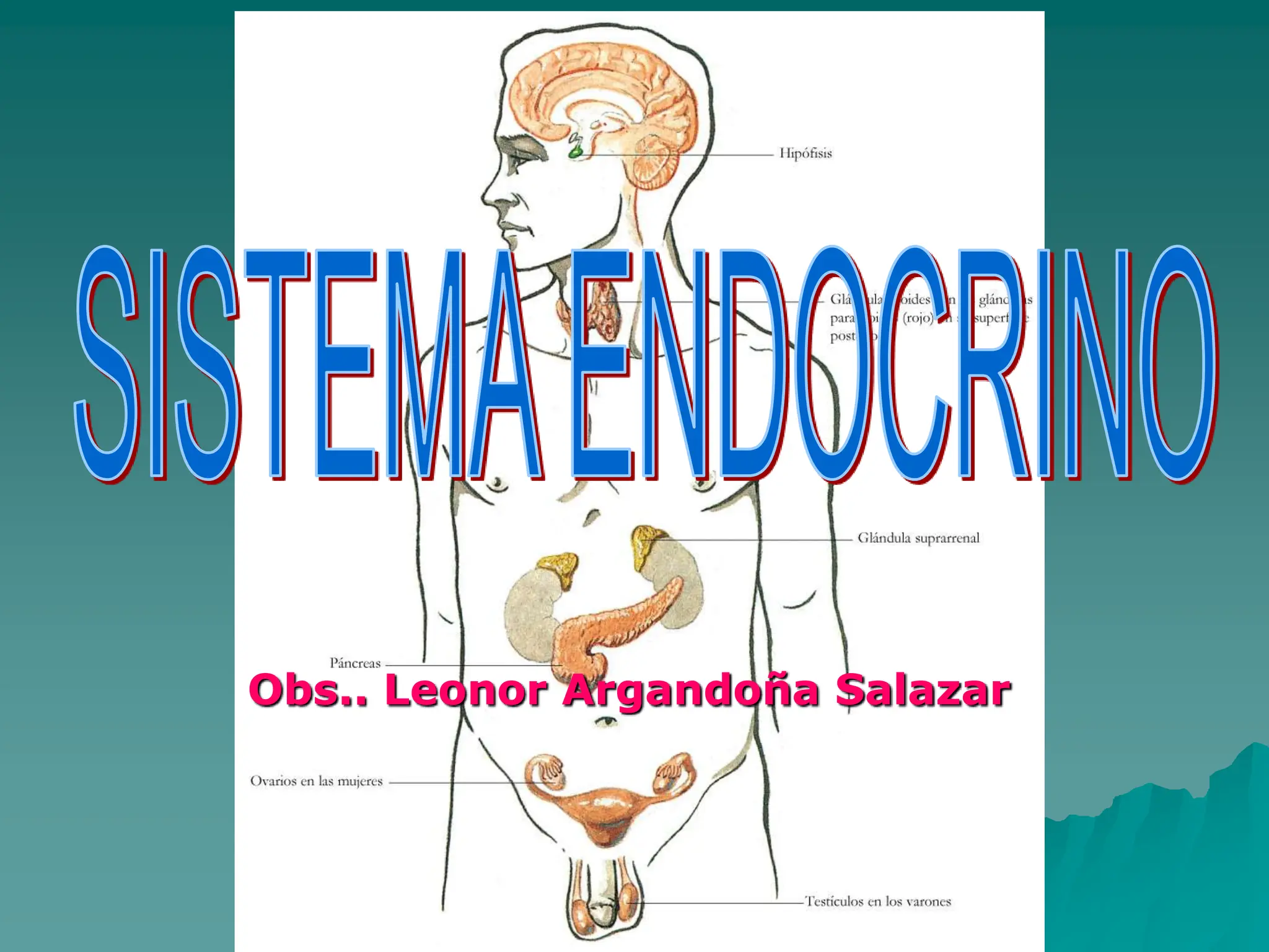 Sistema Endocrino.ppt