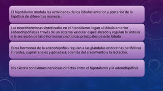 Sistema endocrino- Anatomia humana,Medicina | PPTX