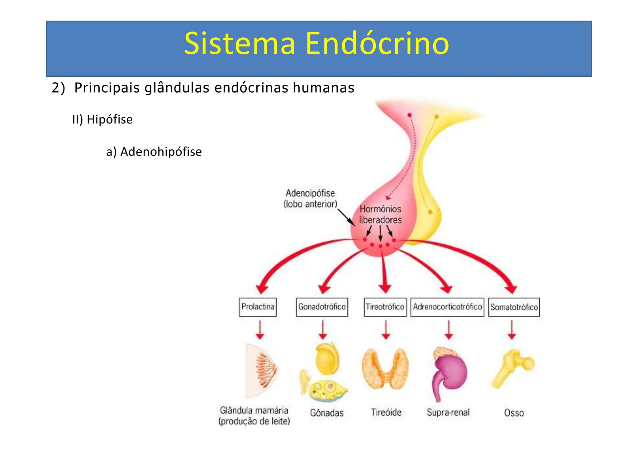 Sistema endocrino anatomia humana slide.pdf
