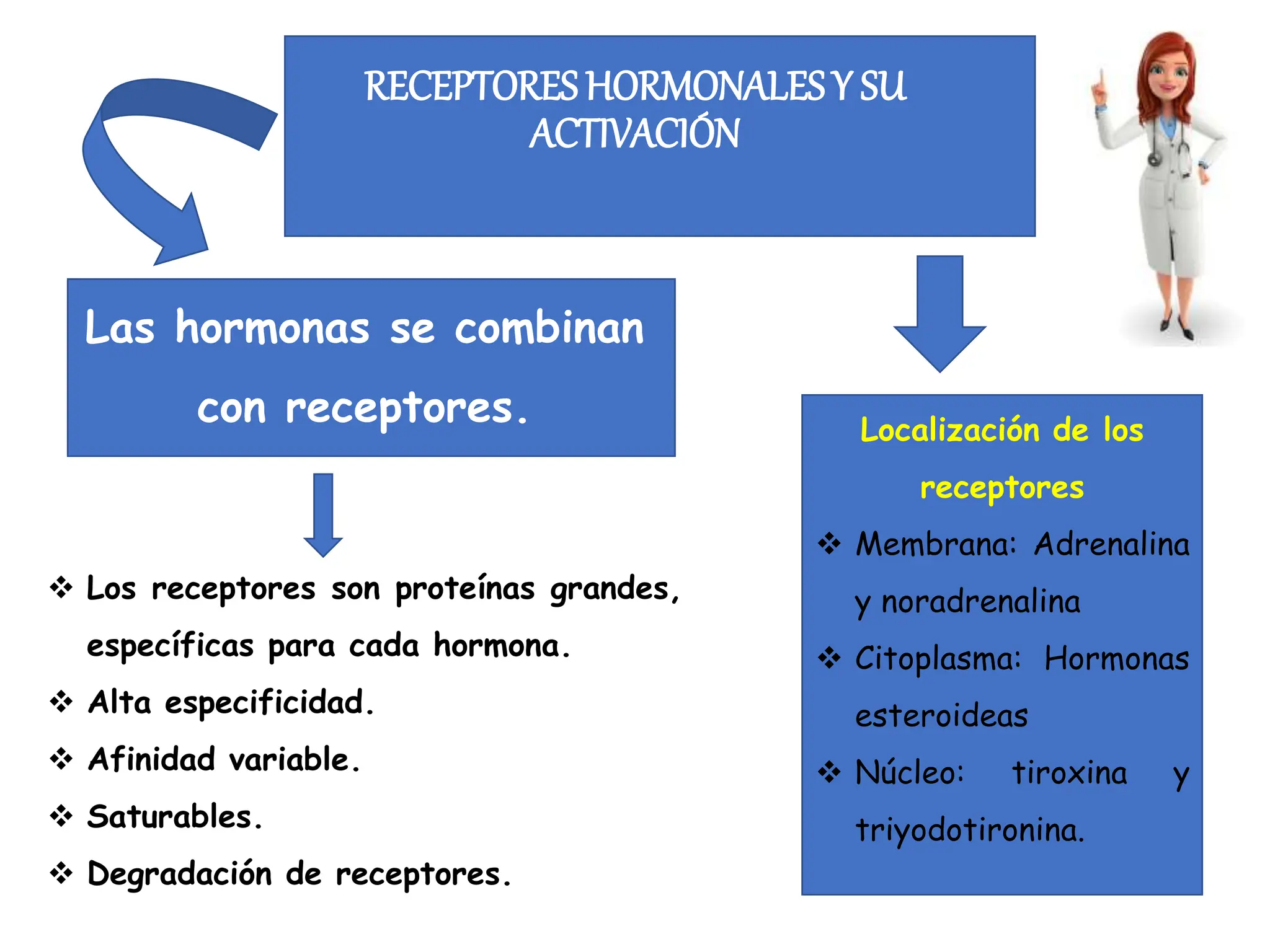 sistema endocrino definicion y todo el procedimiento | PPT