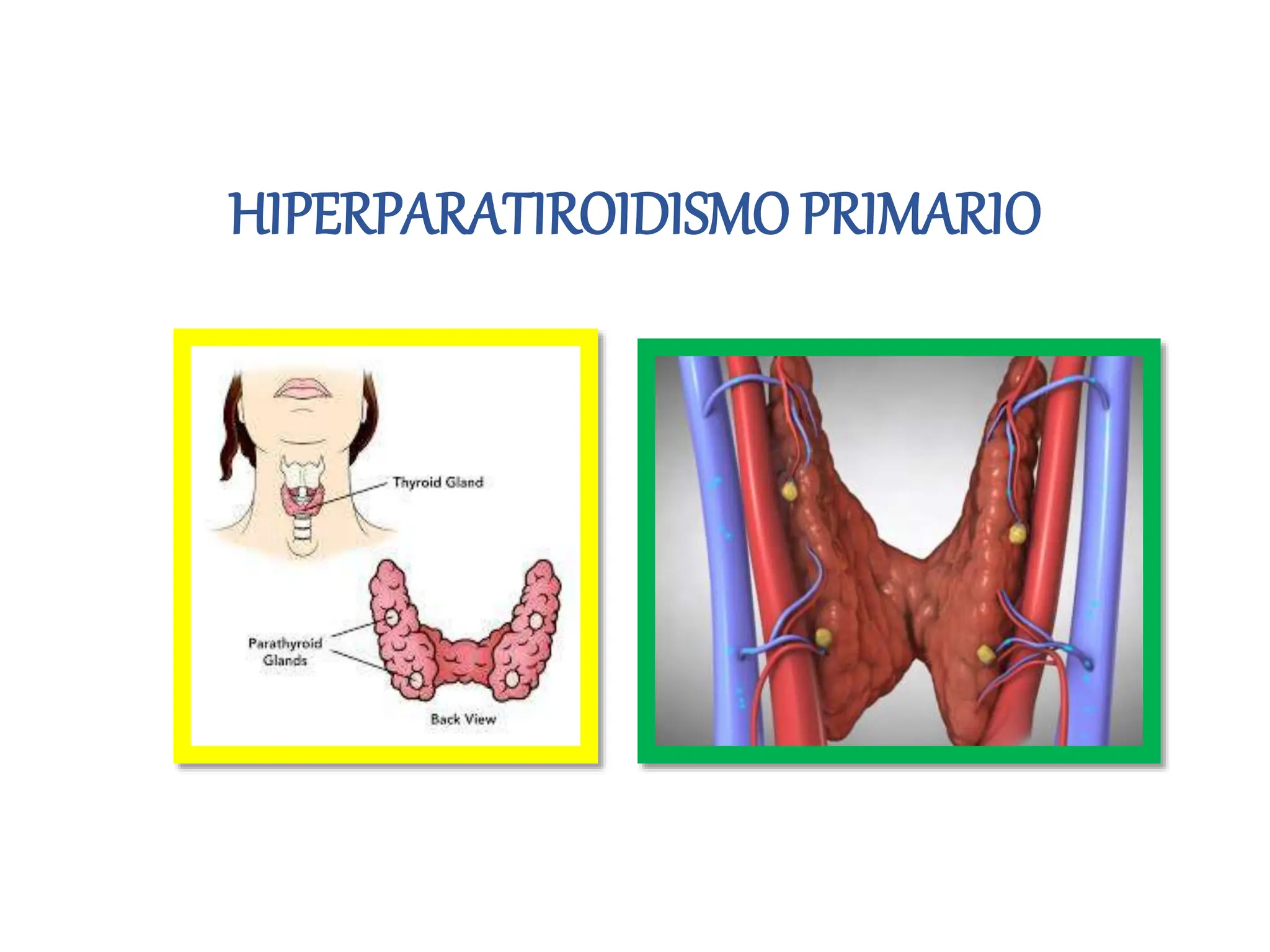 sistema endocrino definicion y todo el procedimiento | PPT