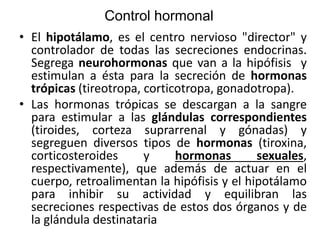 Sistema endocrino anatomía humana con un | PPTX