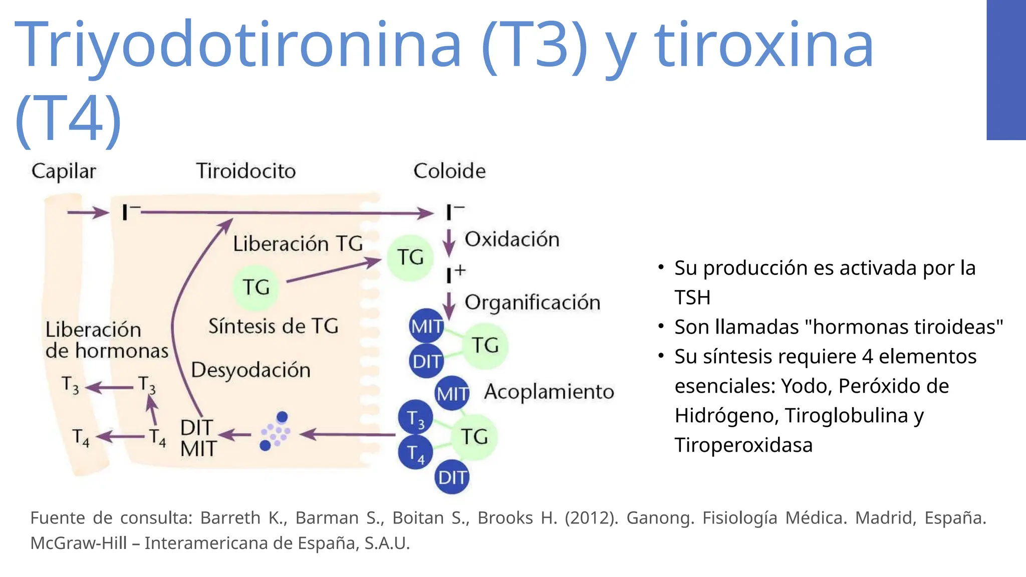 Presentación sobre el Sistema Endocrino (Guyton and Hall) | PPTX