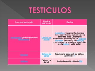 Sistema endocrino testiculos | PPTX