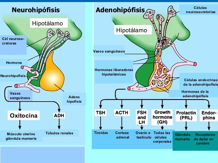 Sistema endocrino