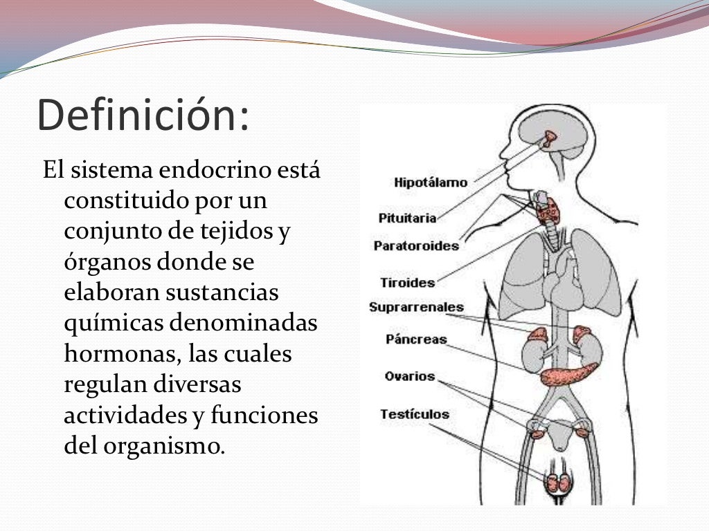 Sistema endocrino