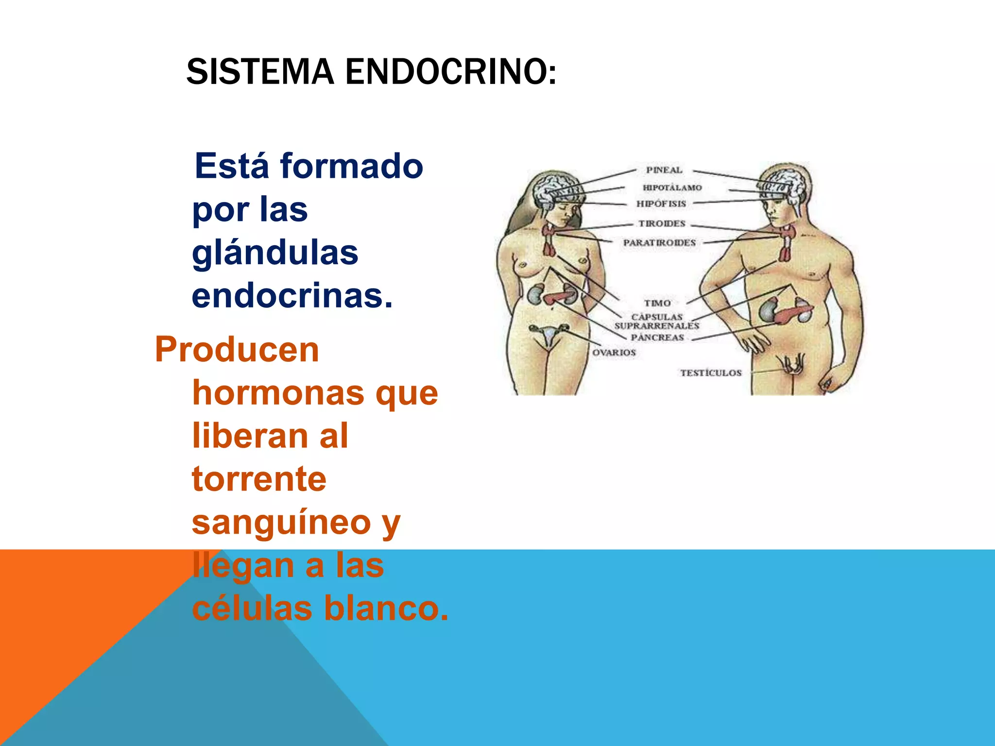 Sistema endocrino 7° | PPTX | Hormonal Disorders | Endocrine and ...