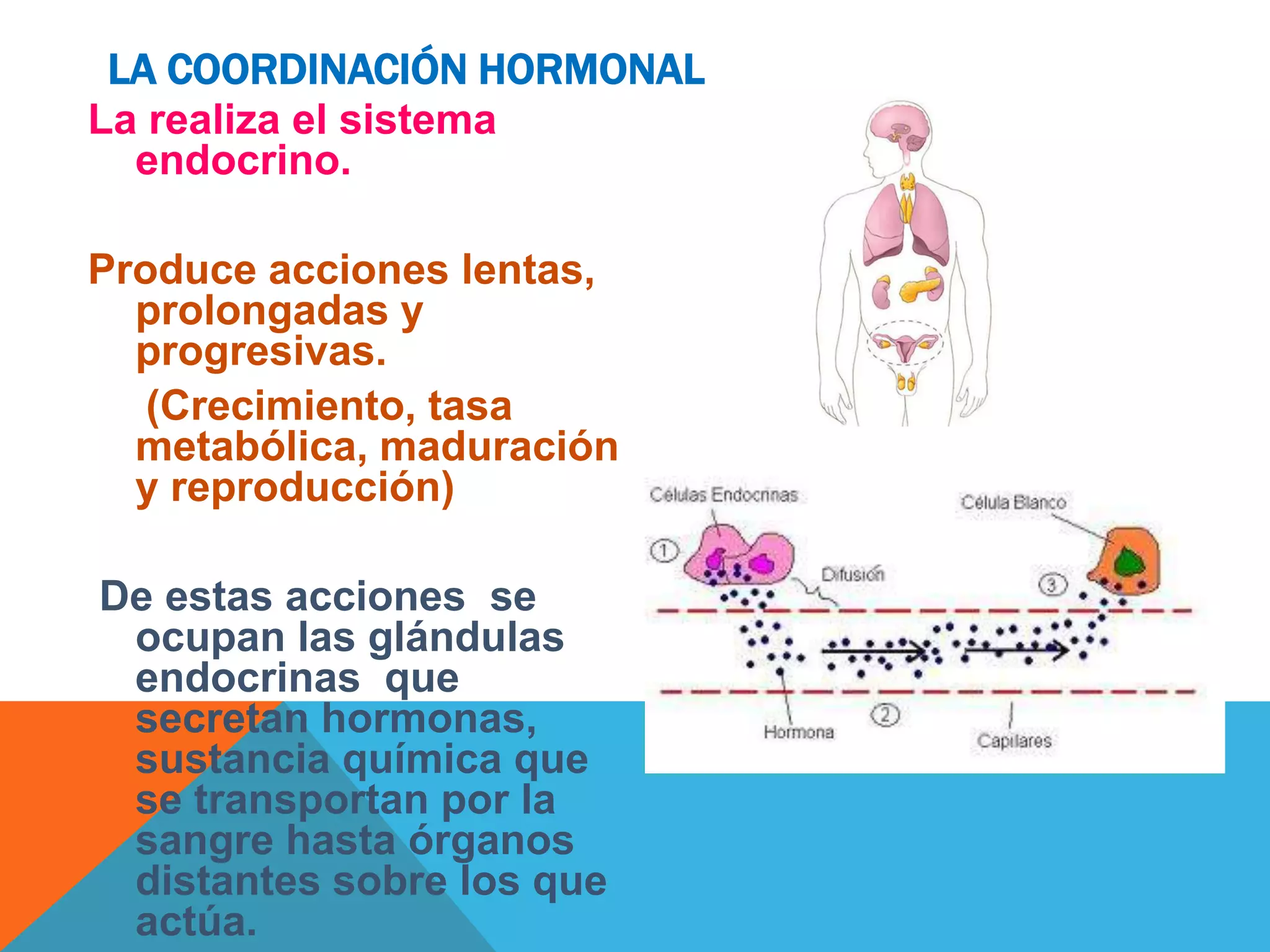 Sistema endocrino 7° | PPT