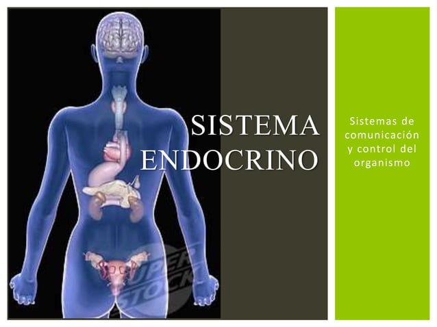 Sistema Endocrino Danny Serrano Ppt