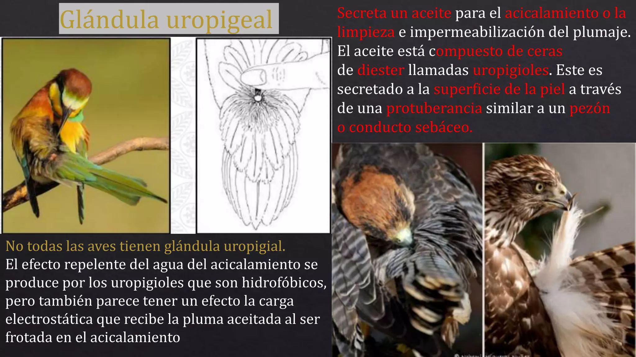 Sistema endocrino de las aves | PPTX