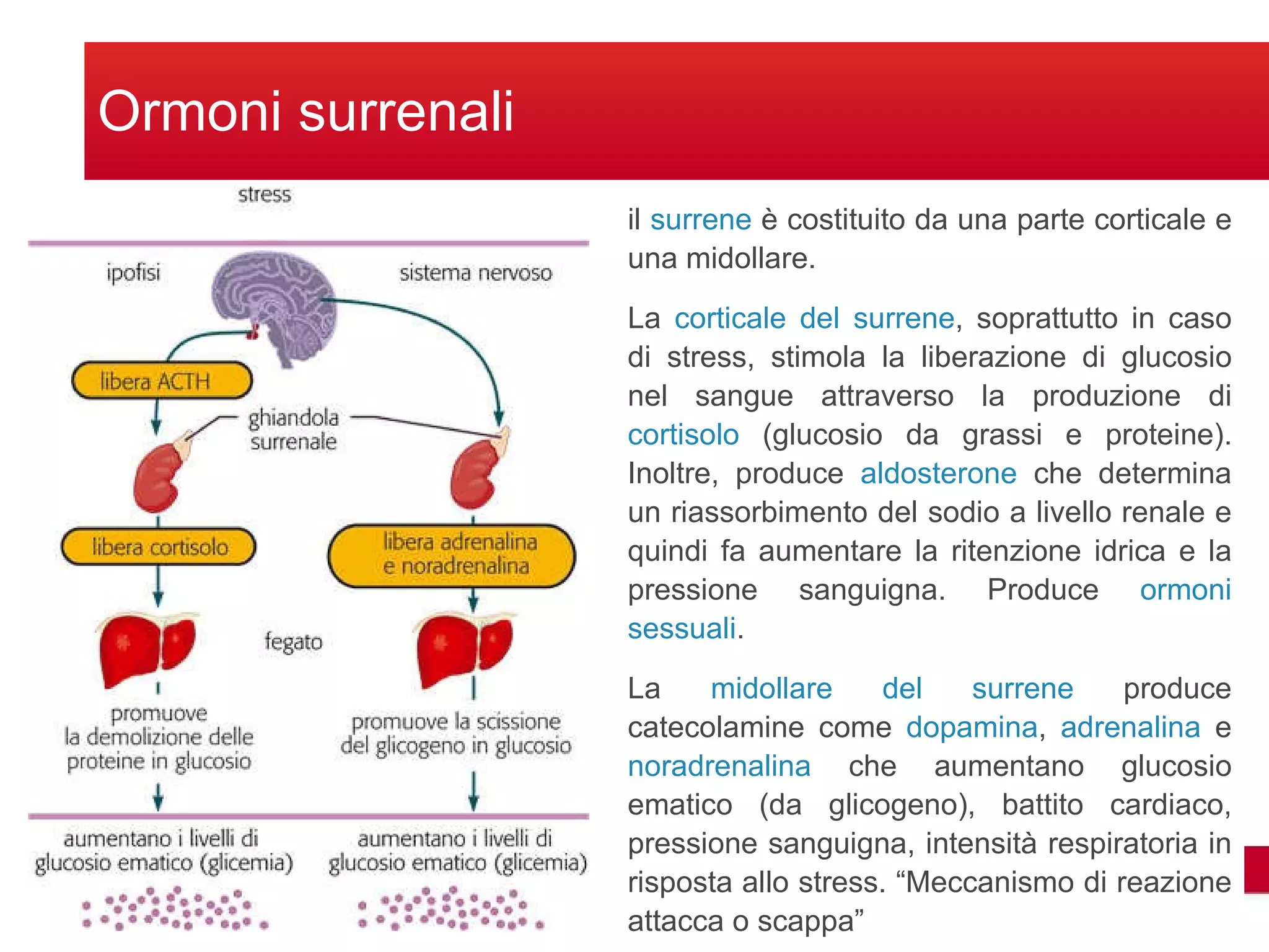 Sistema endocrino e riproduttivo | PPT