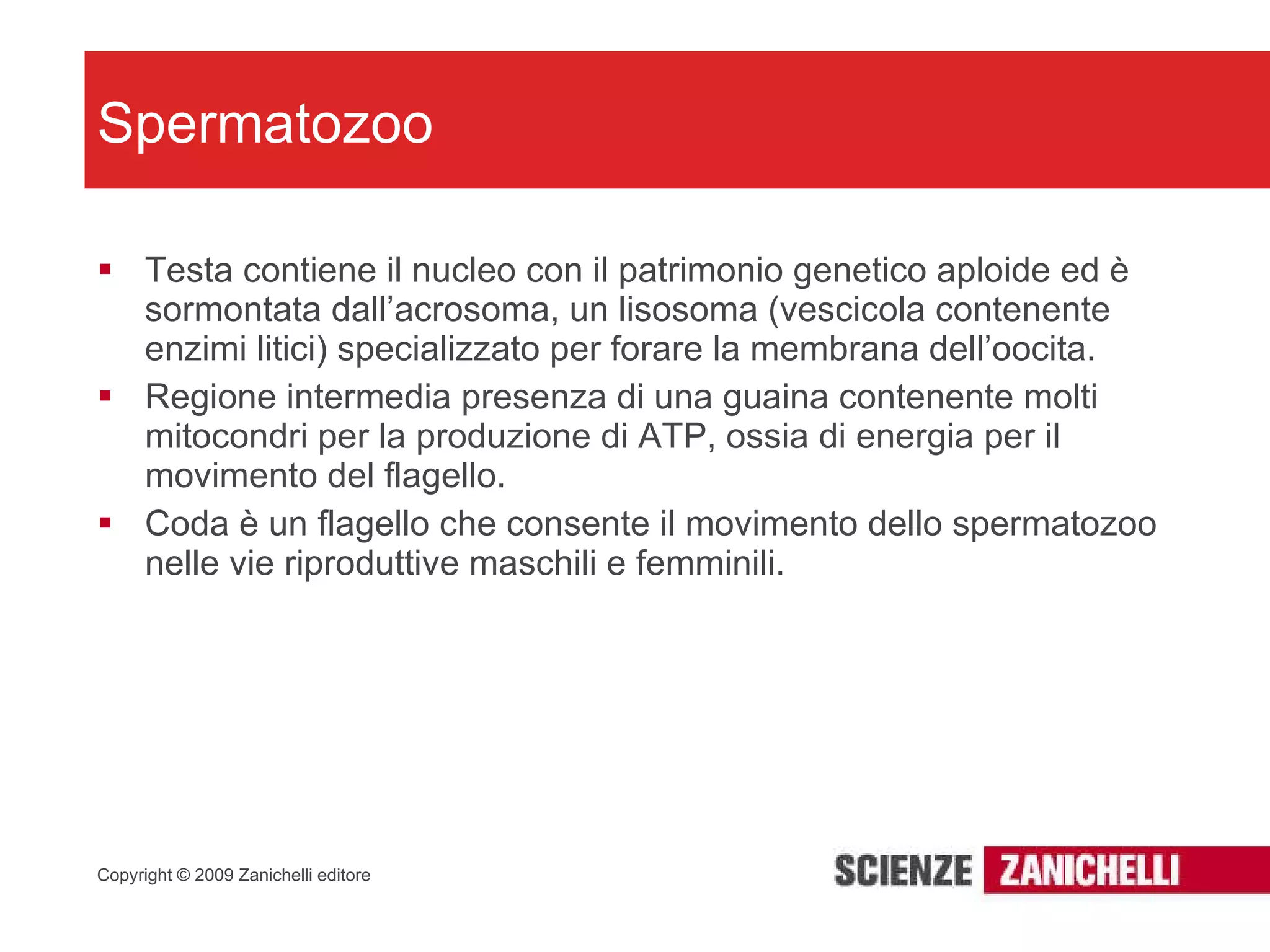 Sistema endocrino e riproduttivo | PPT