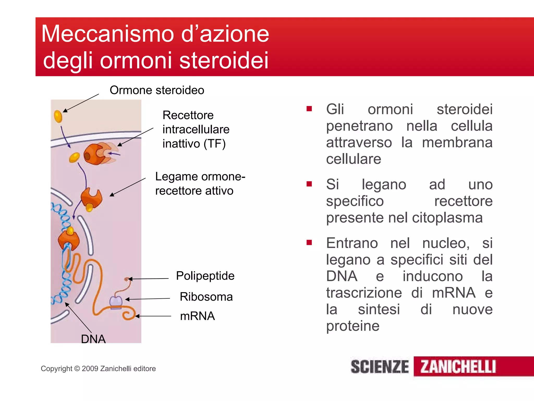 Sistema endocrino e riproduttivo | PPT