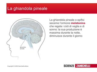 Sistema endocrino e riproduttivo | PPT
