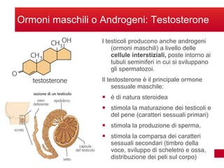 Sistema endocrino e riproduttivo | PPT