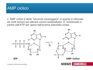 Sistema endocrino e riproduttivo | PPT