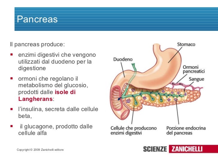 Sistema endocrino e riproduttivo