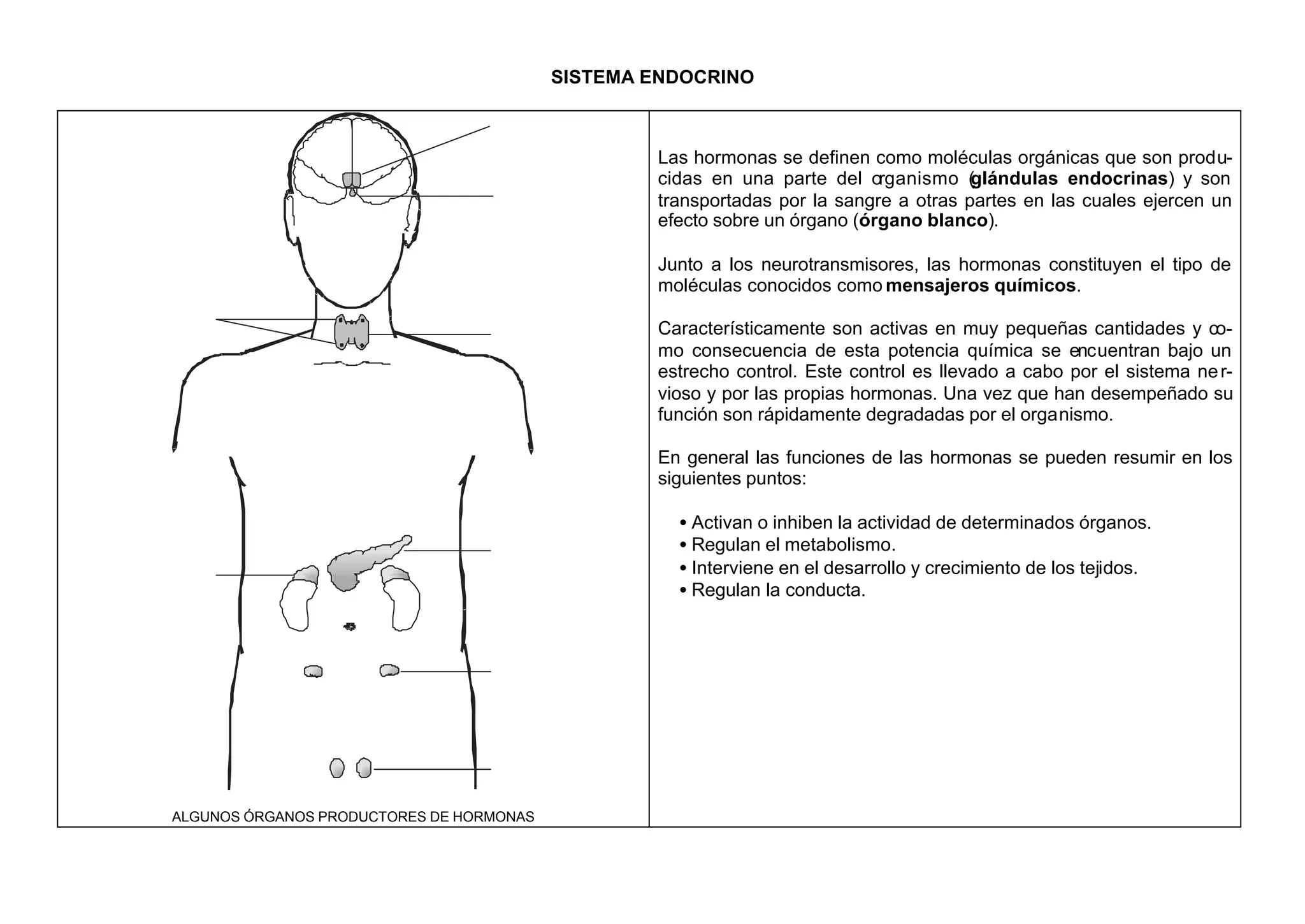 Sistema endocrino esquema | PDF