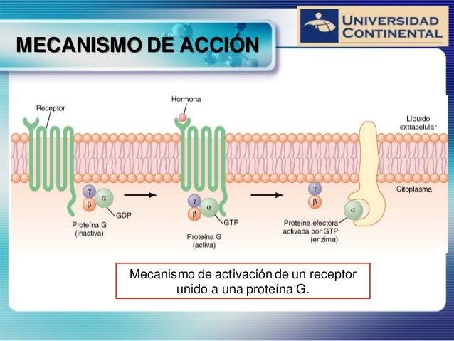 Sistema endocrino generalidades