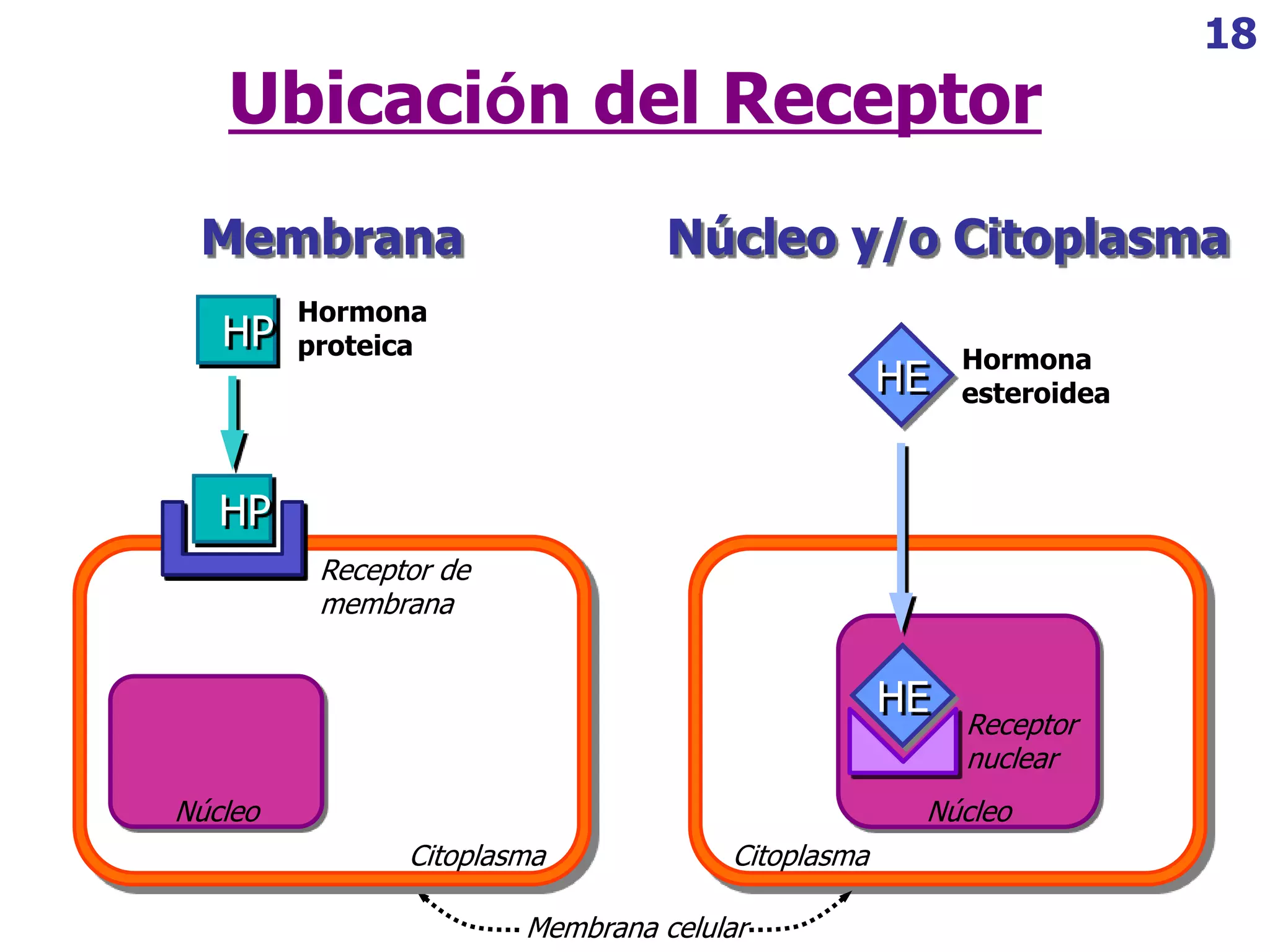 Sistema Endocrino I Ppt