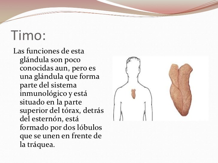 Sistema endocrino II