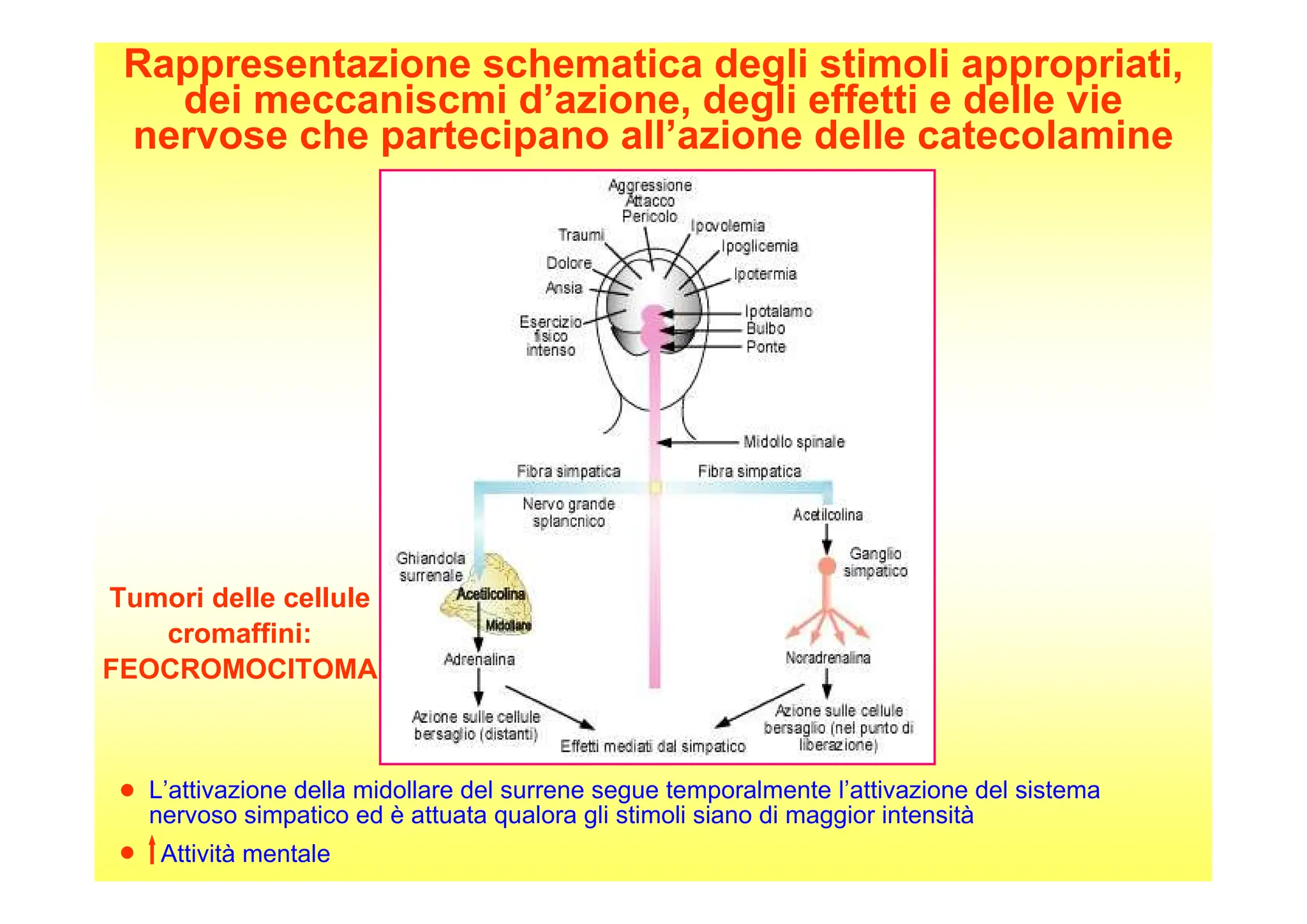 Sistema Endocrino Midollare Ghiandole Surrenali | PPT