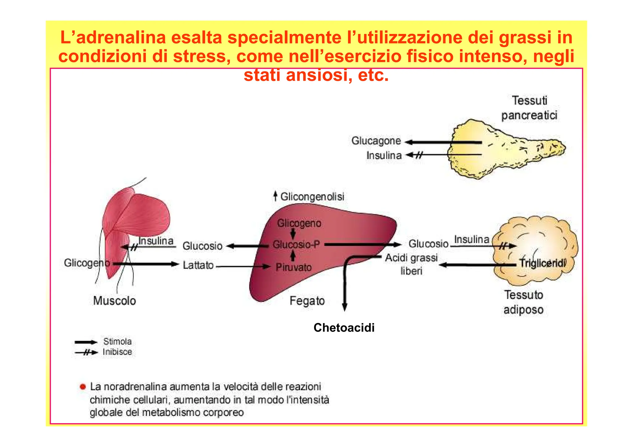 Sistema Endocrino Midollare Ghiandole Surrenali | PPT