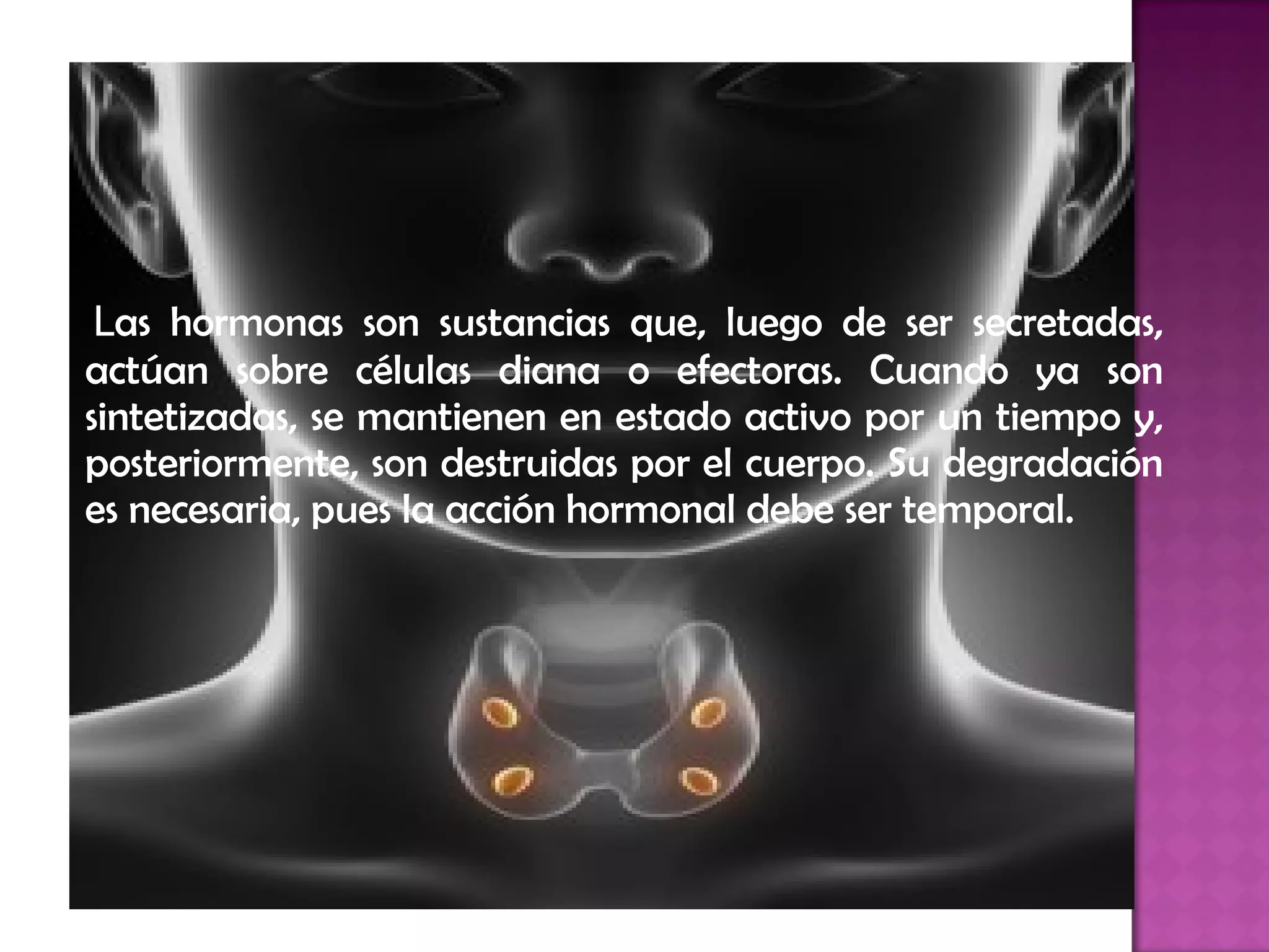 Sistema Endocrino Presentacion | PPT