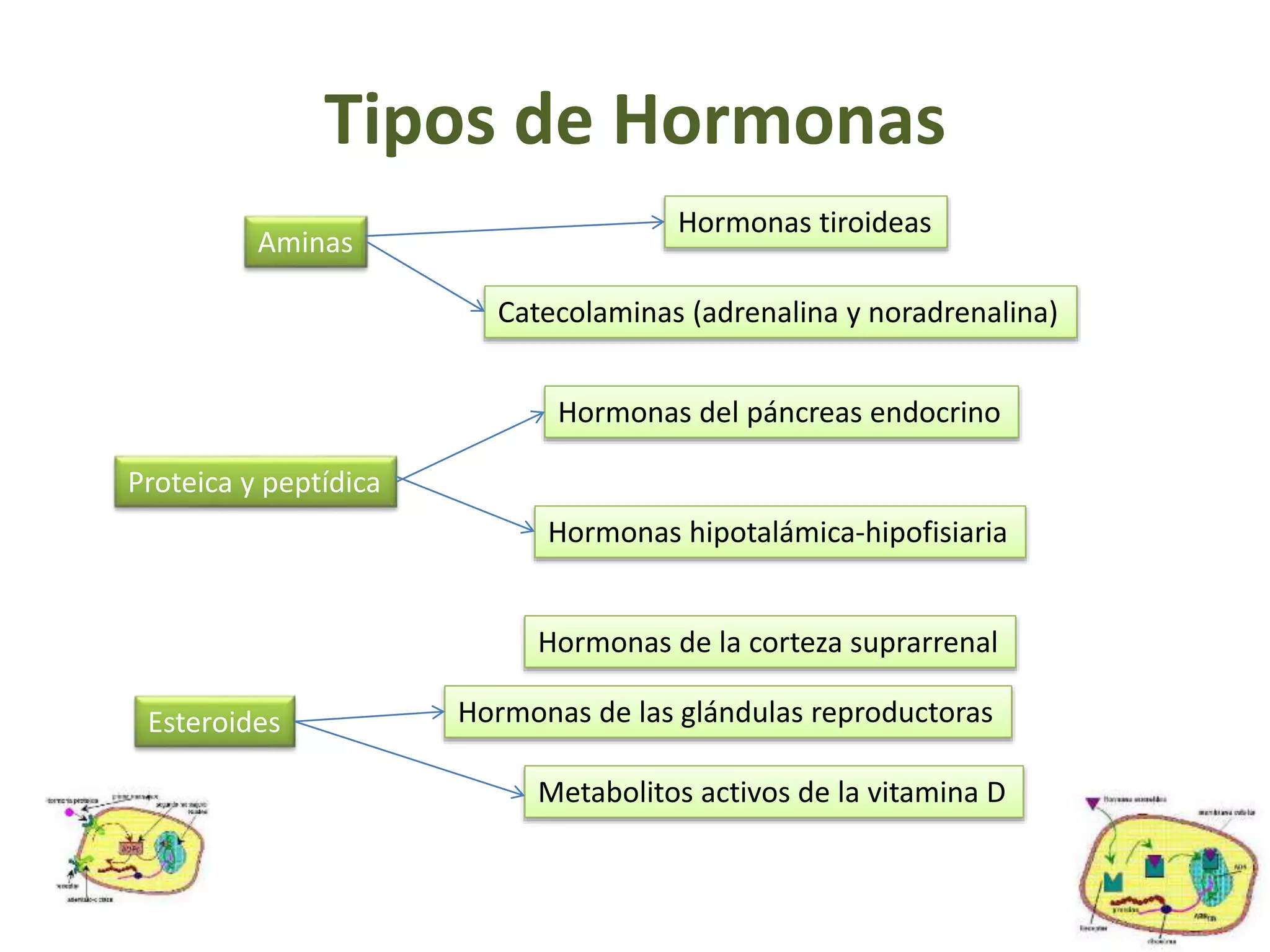 Sistema Endocrino Simon Arenas | PPTX