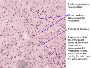 Sistema Endocrino Histologia Pps