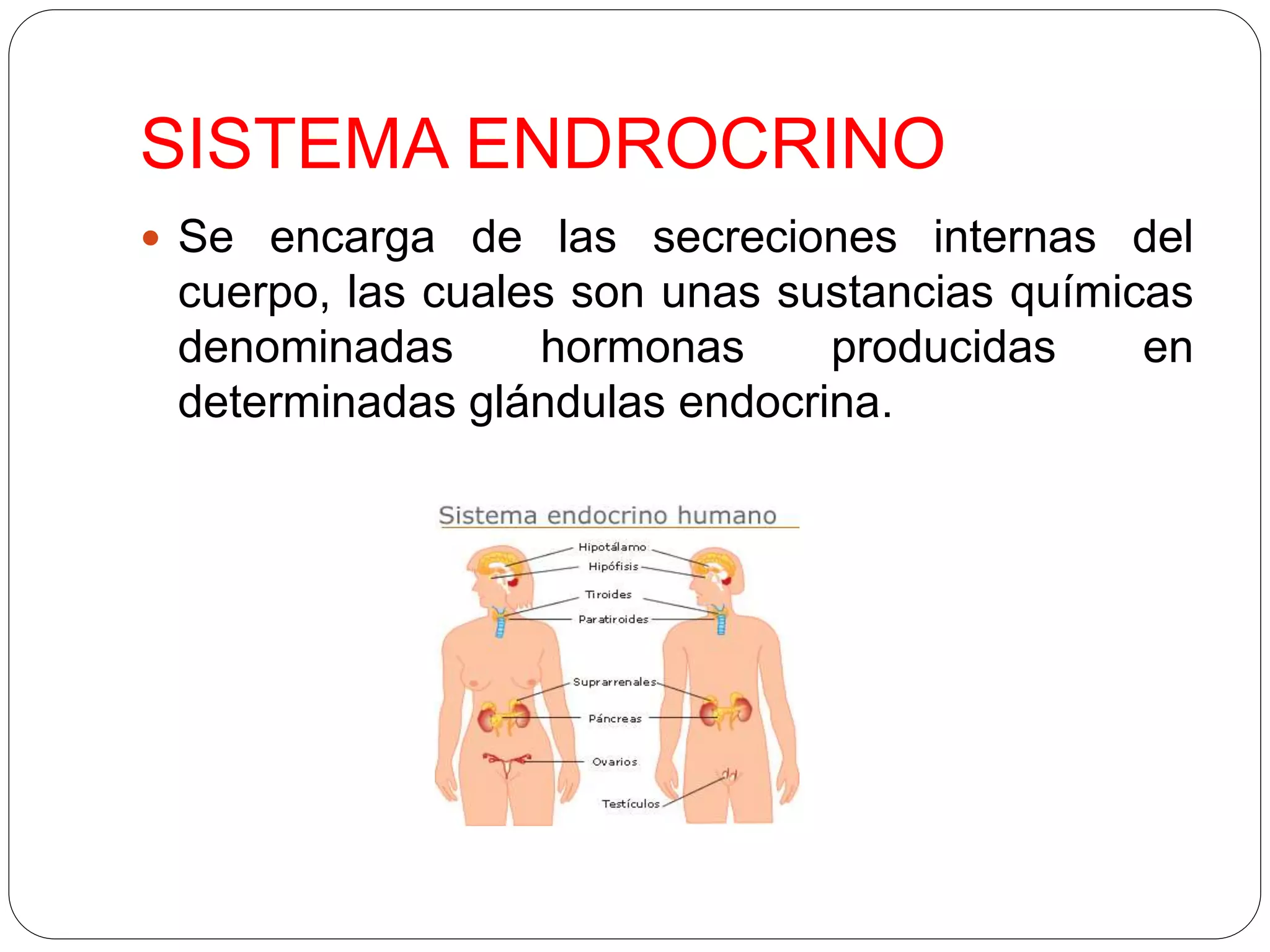 Sistema Endocrino | PPTX