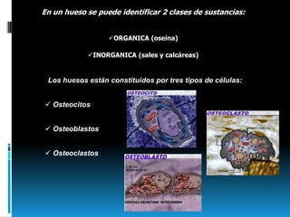 Sistema musculo-esqueletico | PPSX